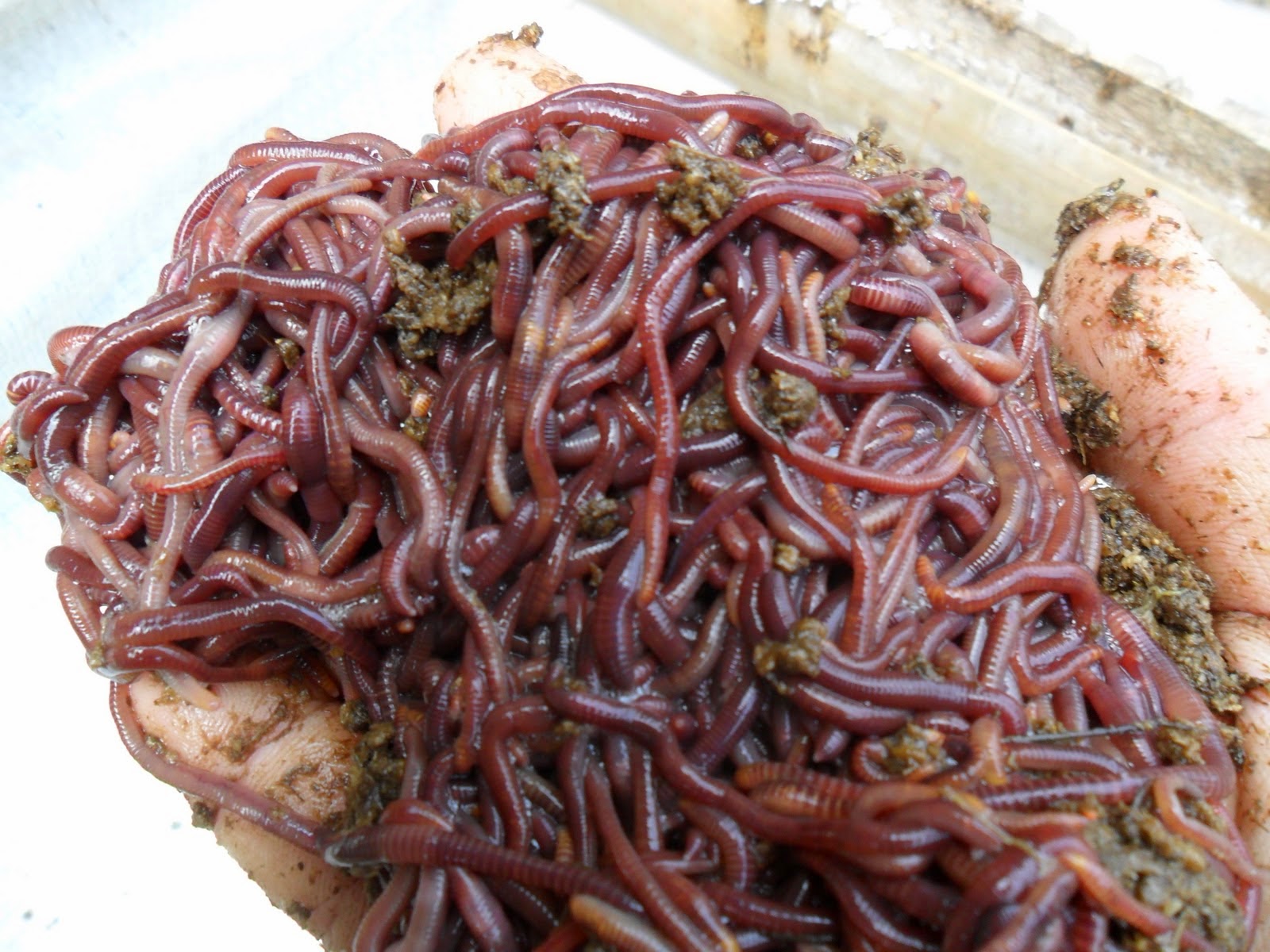 Peluang Usaha Bisnis Cacing - Cacing Lampung