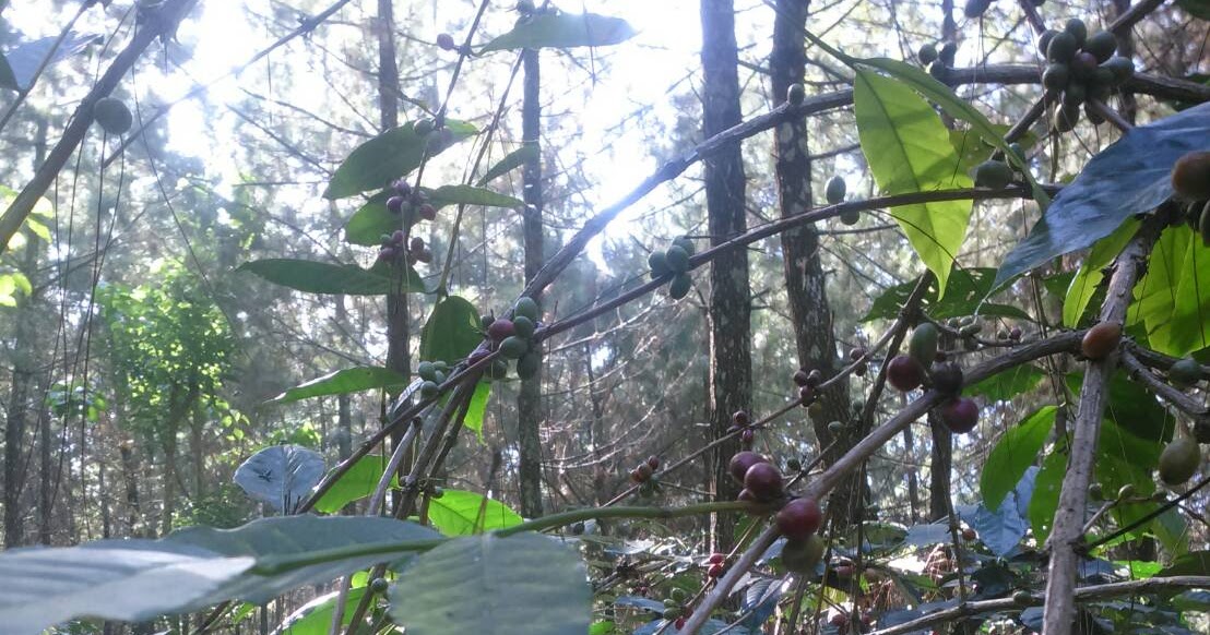 Kesenjangan Kopi di UB Forest