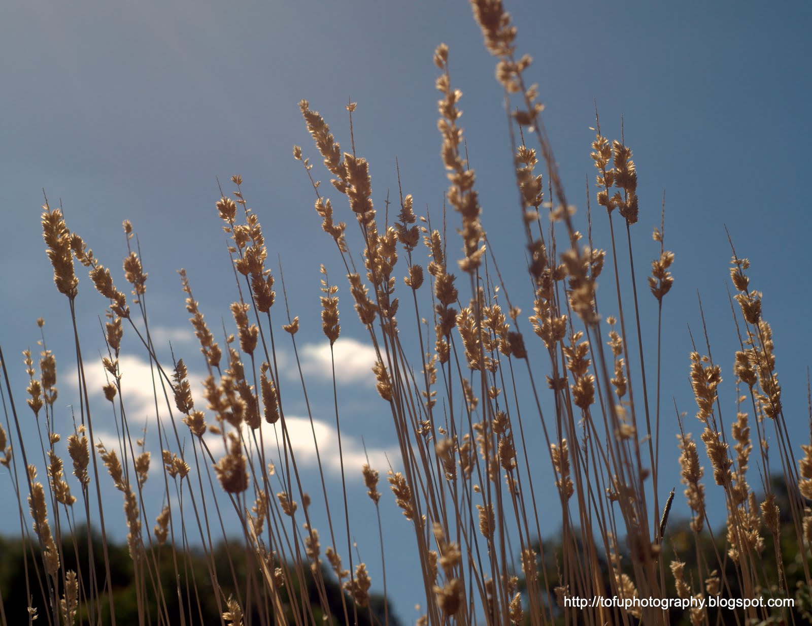 Tofu Photography: Waving grass in Canberra