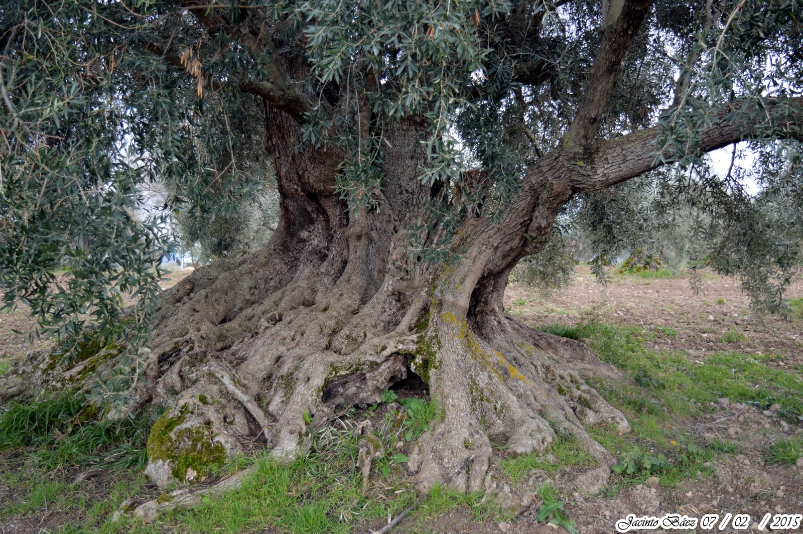 Trochando por Extremadura y alrededores: LA MORERA (BADAJOZ), OLIVO ...