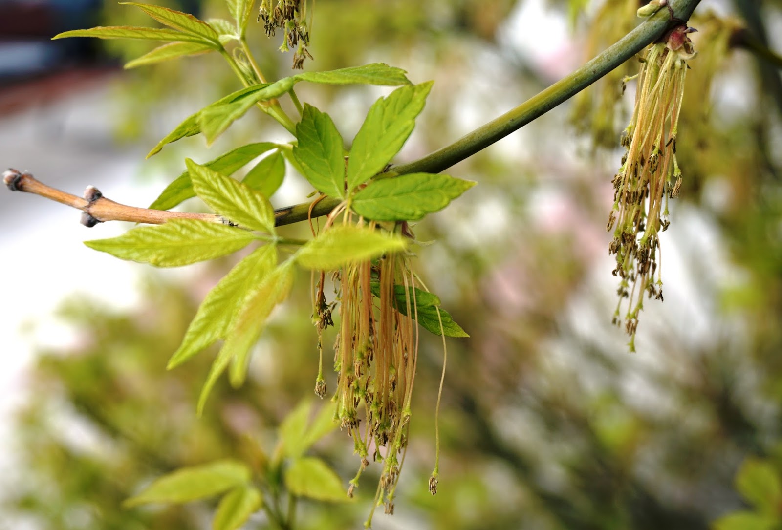 Plantas de Huerta Otea, Salamanca: Arce negundo (Acer negundo)