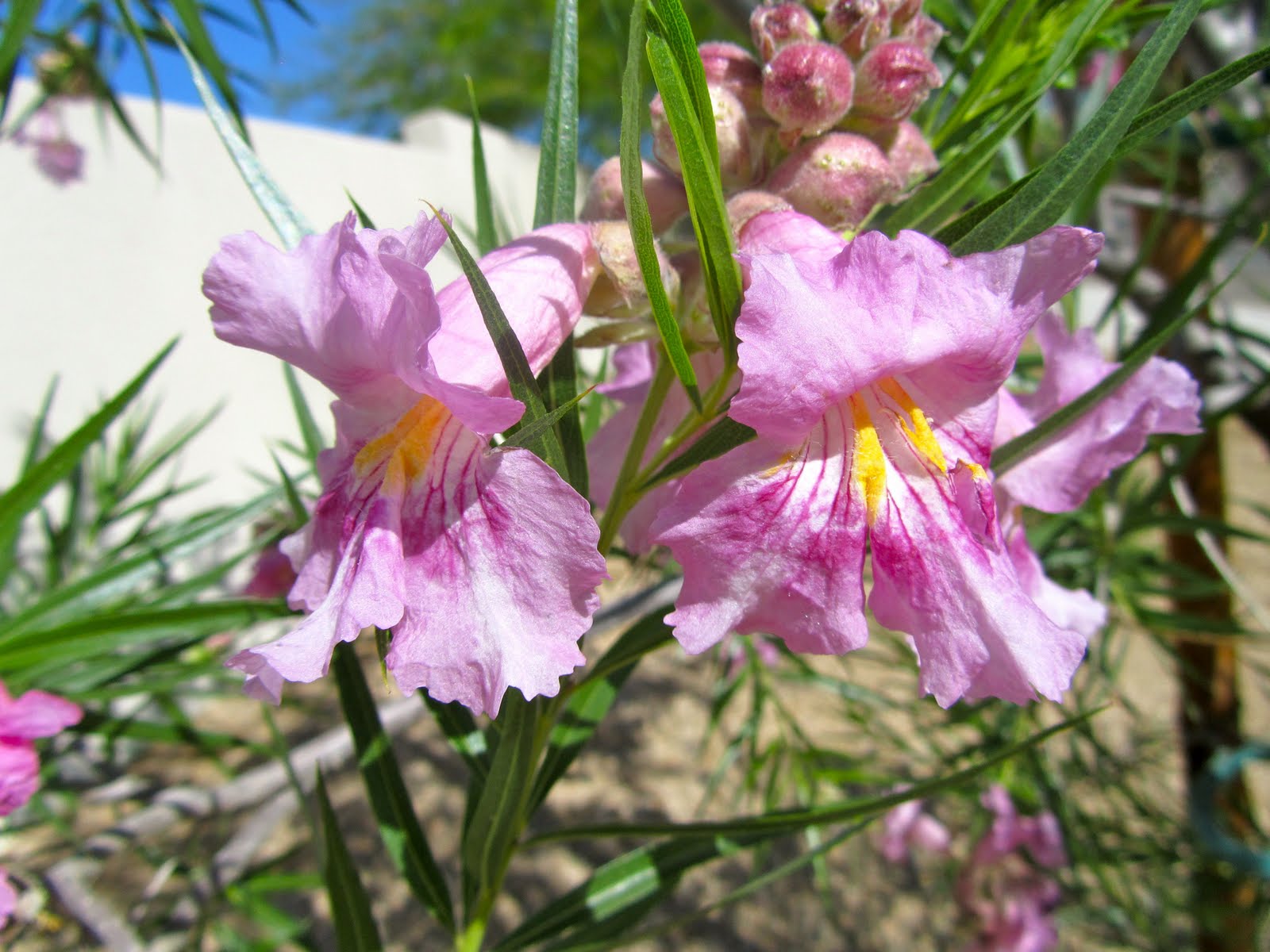Az. Buddy: Desert Willow
