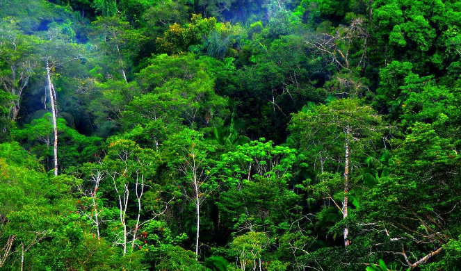 Media Pembelajaran Geografi: Persebaran Flora & Fauna di Dunia dan di ...