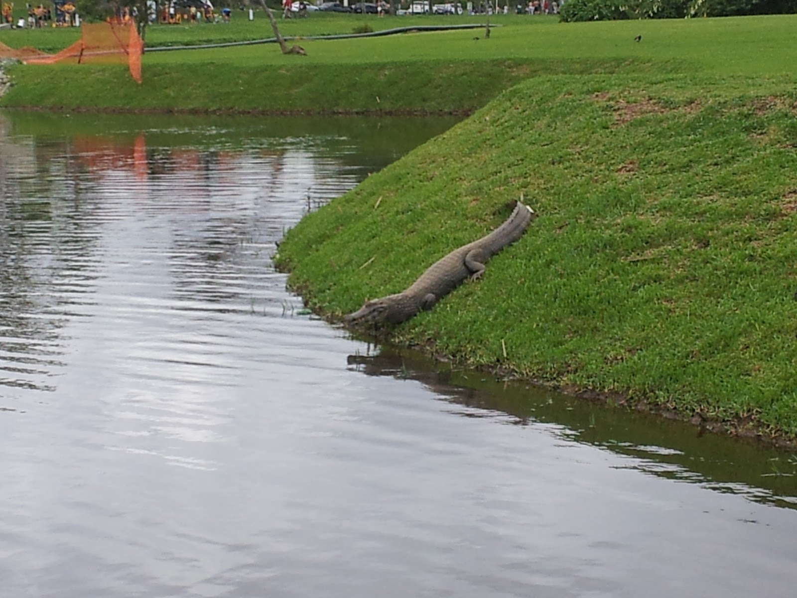AMIGOS DO PARQUE BARIGUI: O NOSSO JACARÉ ESTA CADA DIA MAIS EXIBIDO!