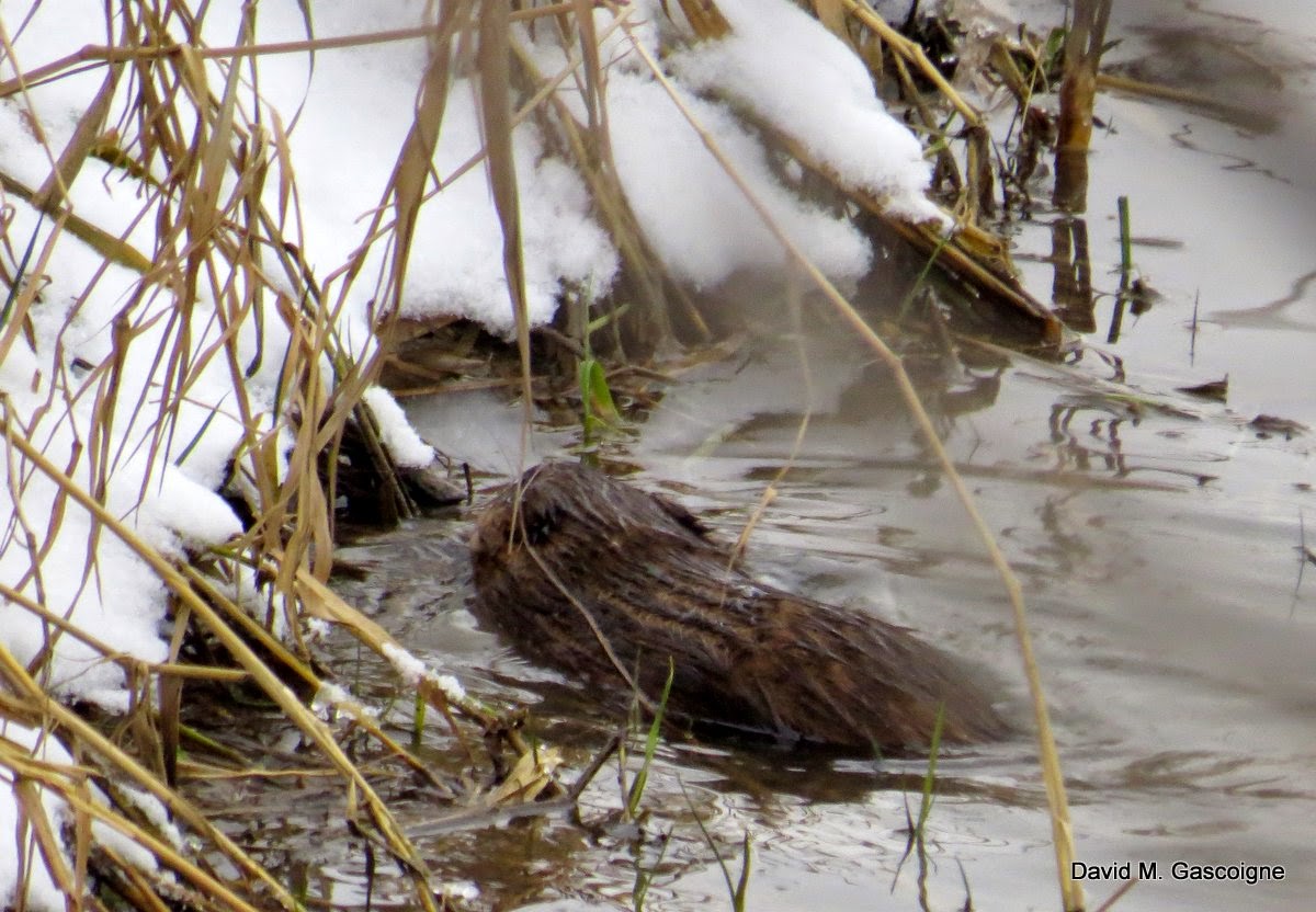 Muskrat (Rat Musqué) - Travels With Birds