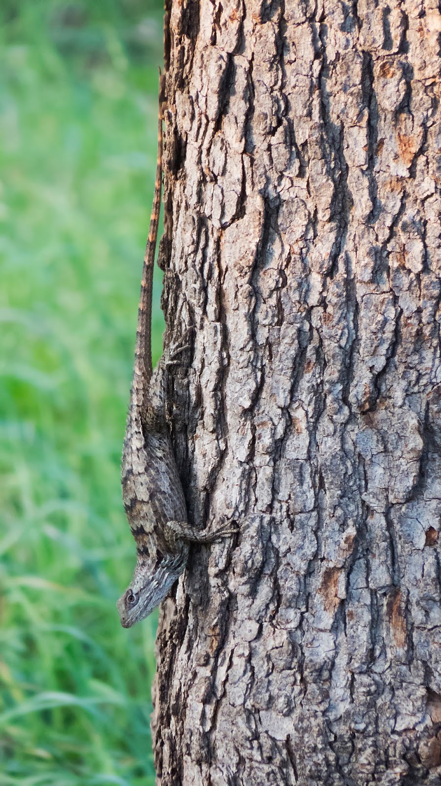 Edward Plumer: Texas Spiny Lizard on Tree