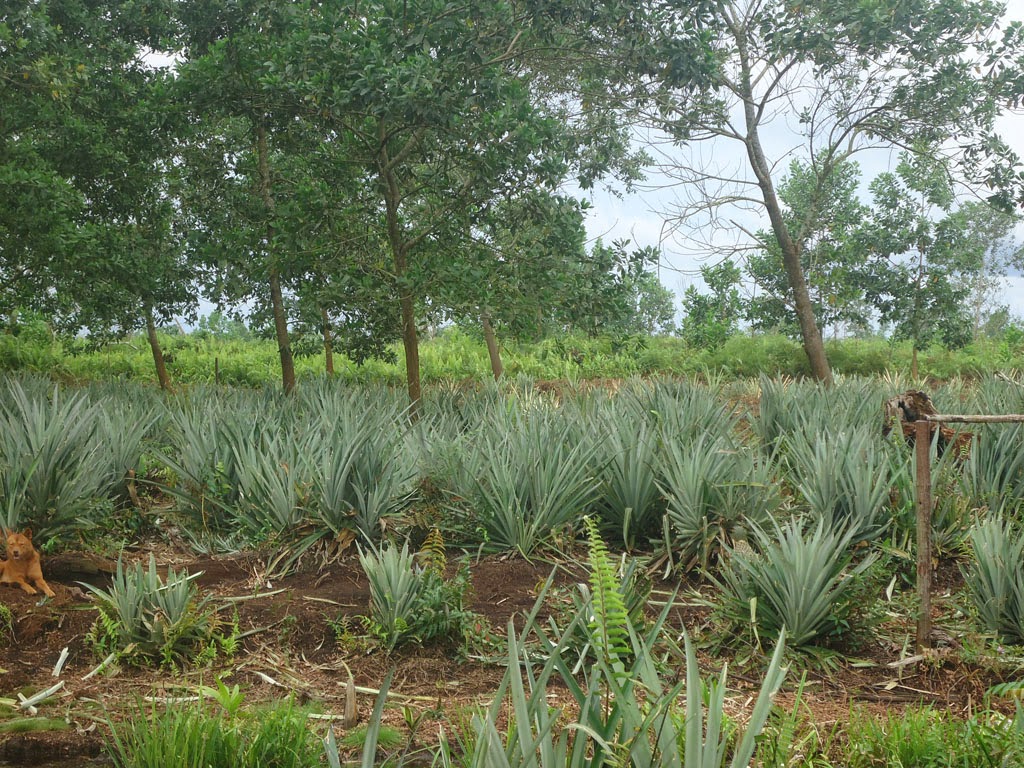 Rasau Jaya ~ Media Center Kubu Raya