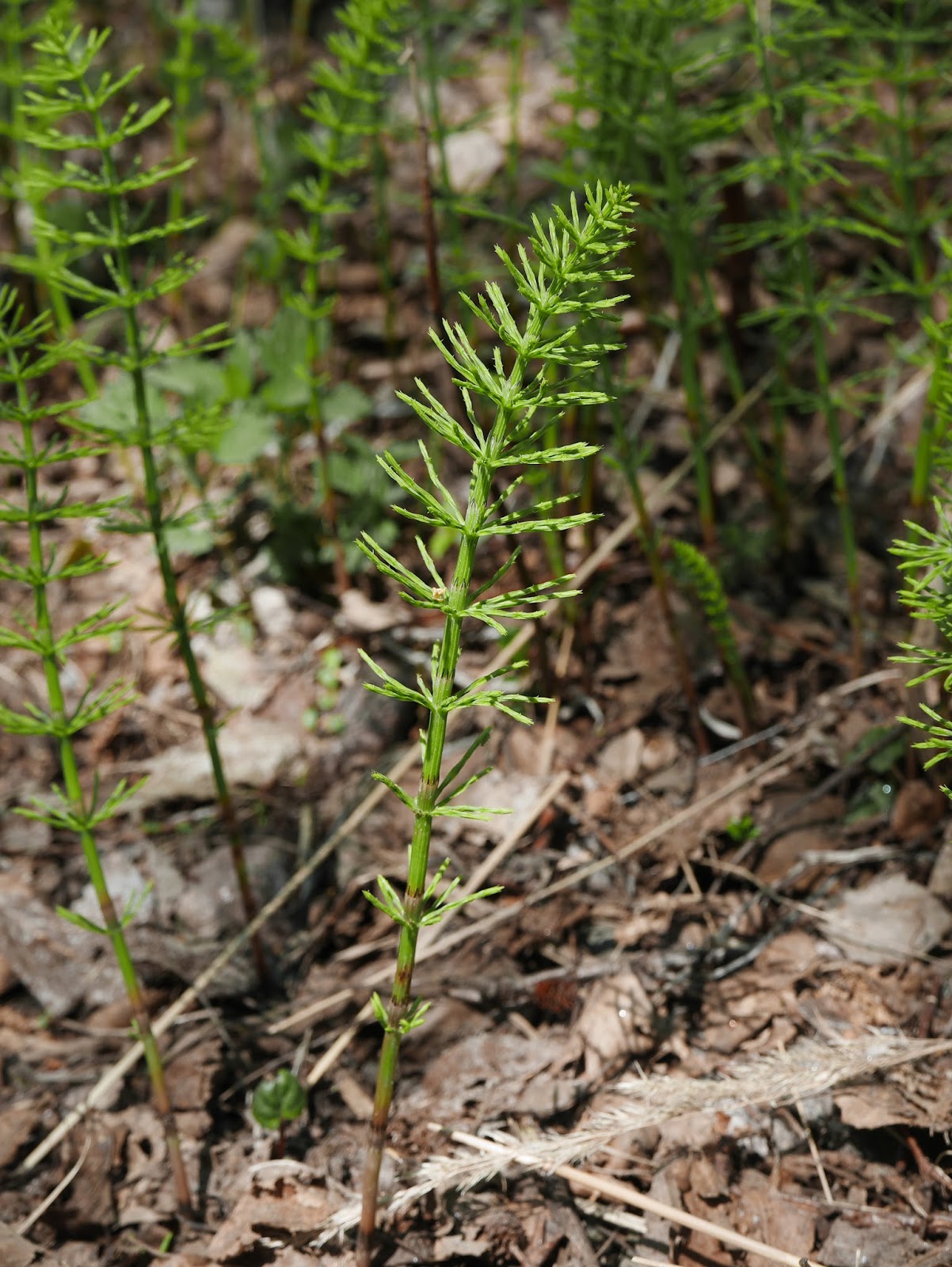 Retkiä kasvimaailmaan: Metsäkorte, Peltokorte