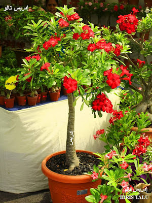 IdrisTalu: Pesta Bunga Floria 2012 Di Presint 2 Putrajaya - Bunga Kemboja