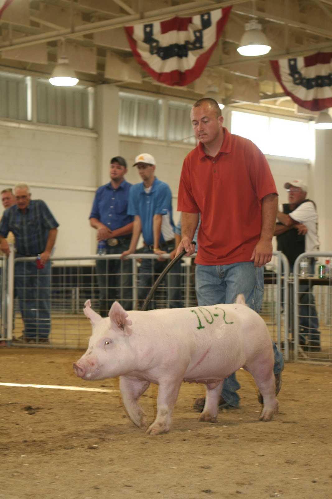 NSR Show & Sale Results: 2012 National Barrow Show Yorkshire Boar and ...