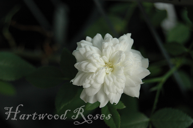 Hartwood Roses: White Roses on Wednesday