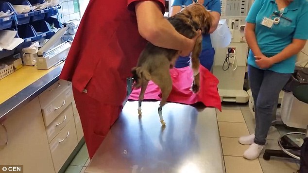 [MARAVILLOSO] Perrita tiene nuevas extremidades para volver a caminar ...