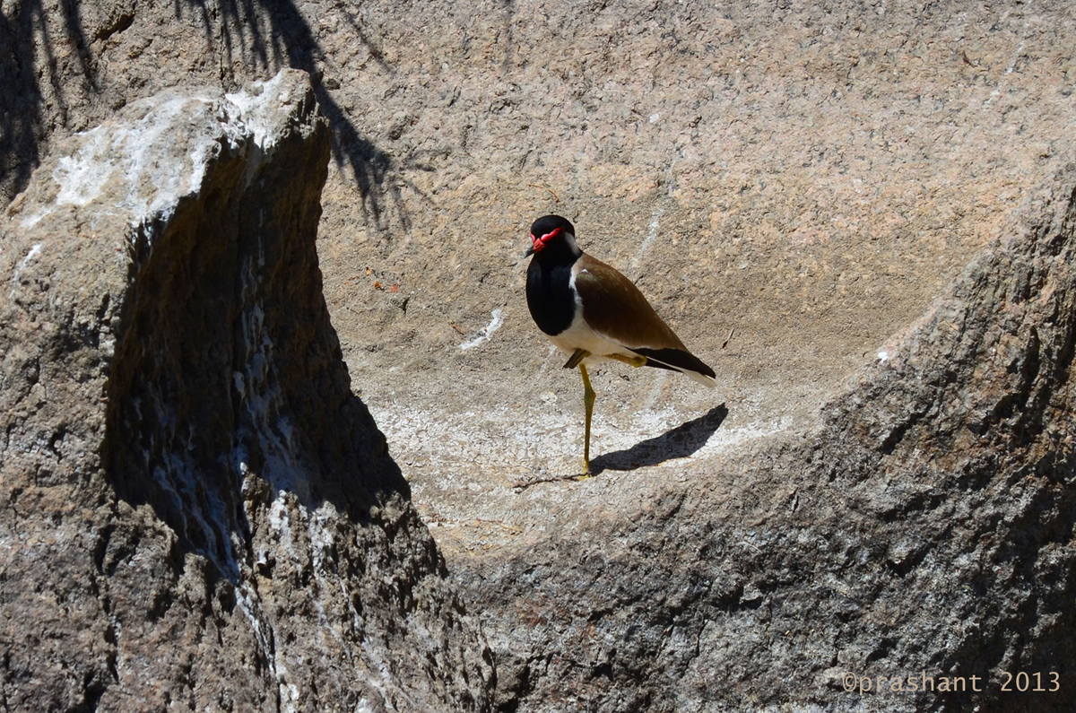 Red Wattled Lapwing | Photo Span