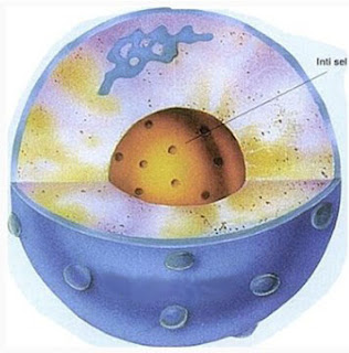 Definisi Serta Pengertian Nukleus dan Fungsi nya - Pengertian Khusus ...