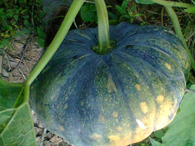 Cara Menanam Labu Kuning Yang Benar dan Cepat Berbuah | -Petani TOP-