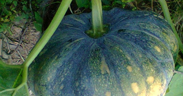 Tips Sederhana Budidaya Labu Kuning Biar Mendapat Hasil Maksimal ...