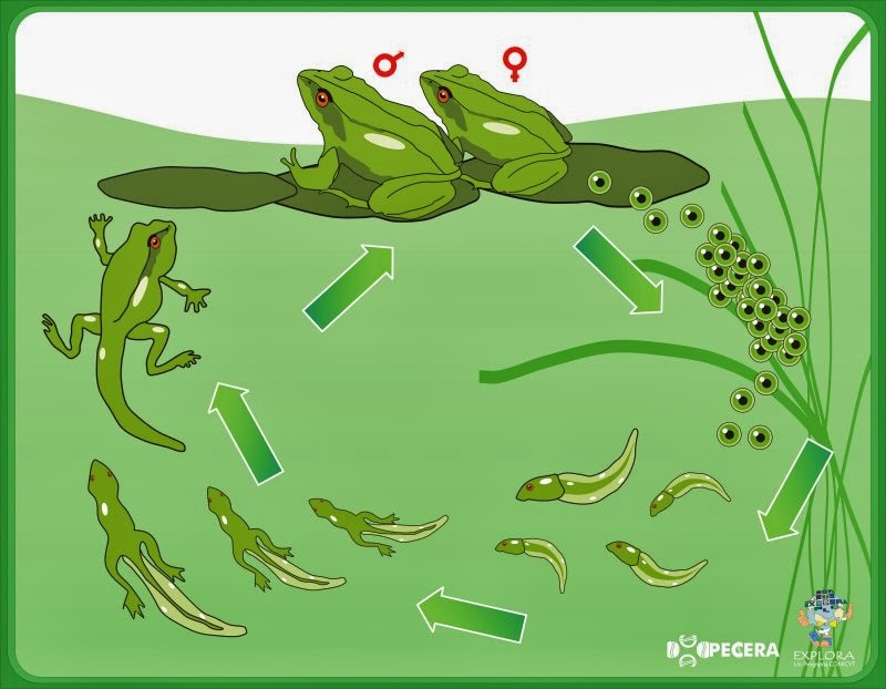 PEKES BRILLANTES : 2.5 Las caracteristicas de los seres vivientes