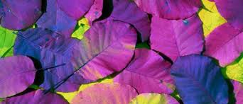 L'ombra d'un somni: Les violetes: la sang d'Atis