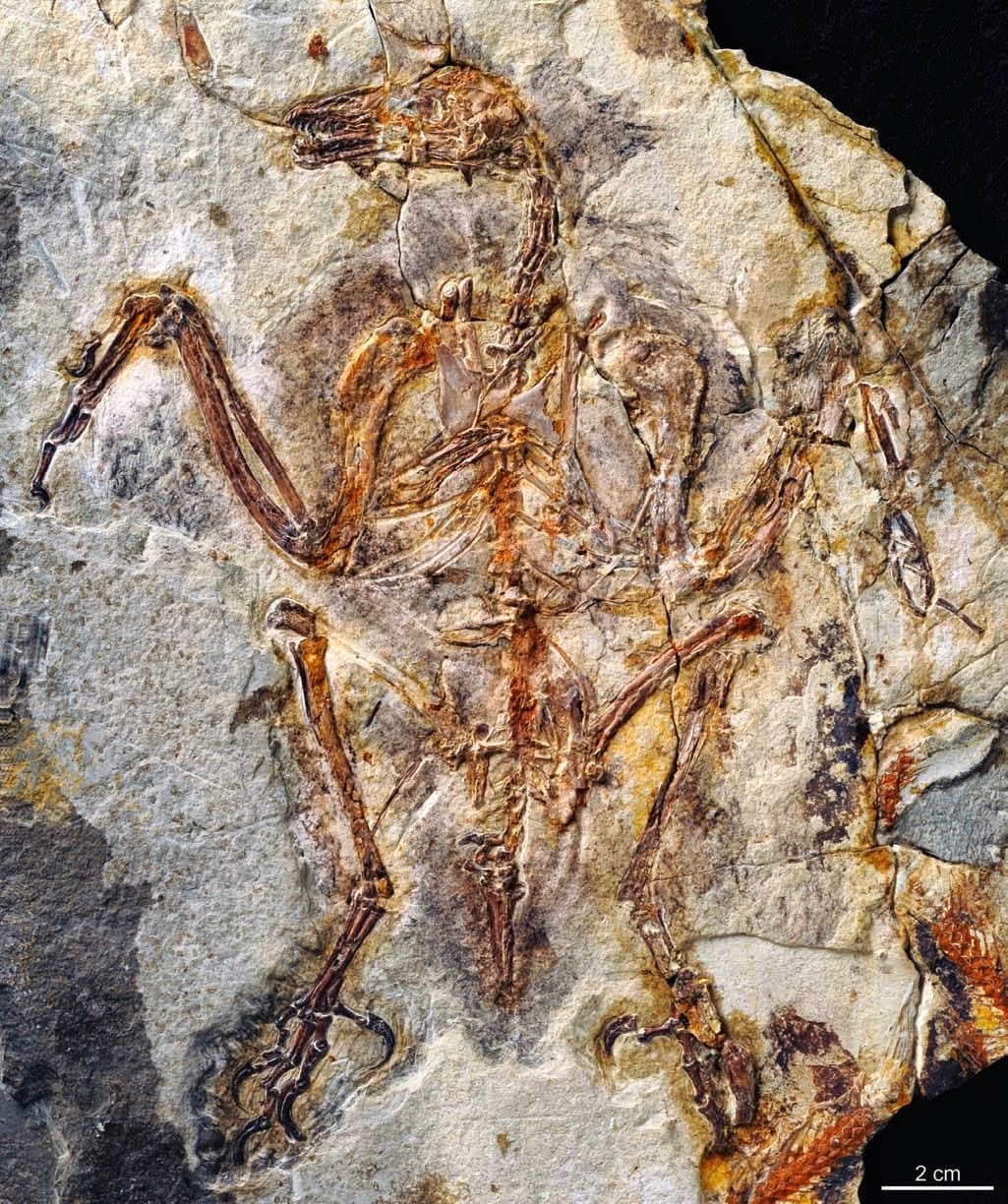 Sciency Thoughts: A subadult Enantiornithine Bird from the Early ...