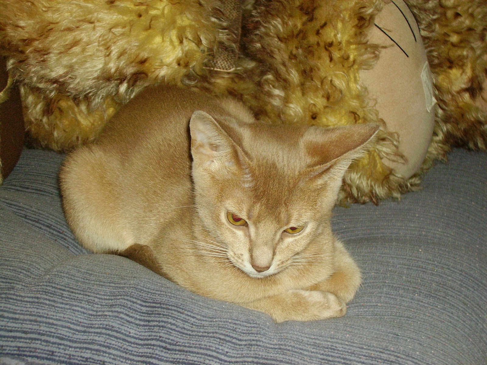 Four Abyssinian Cats: Abyssinian Cats Eyes