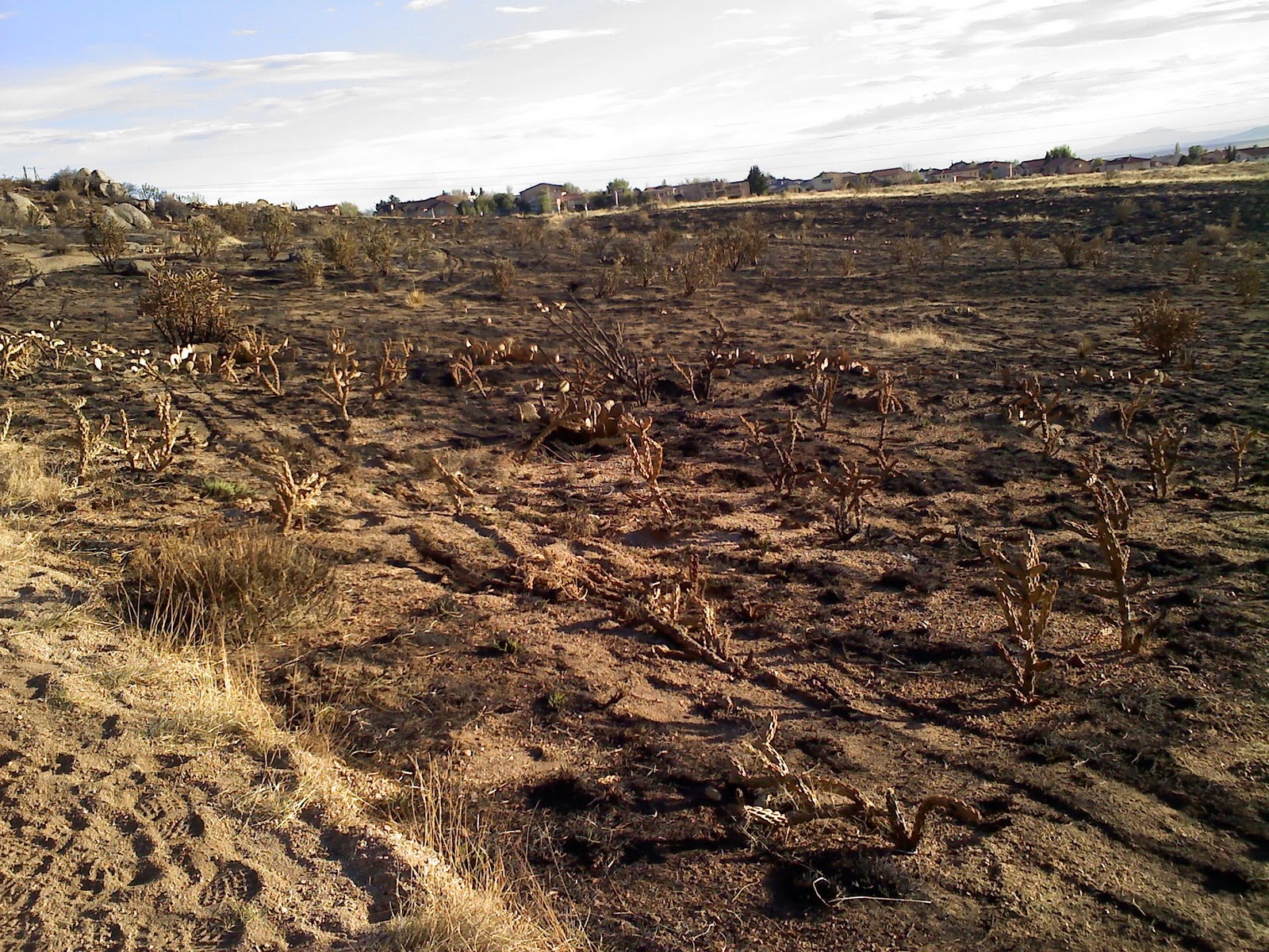 of Dry Flies & Fat Tires...: scorched earth
