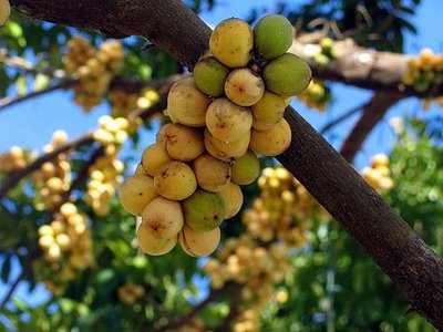 Magical Creatures: Myth about the Lanzones Fruit