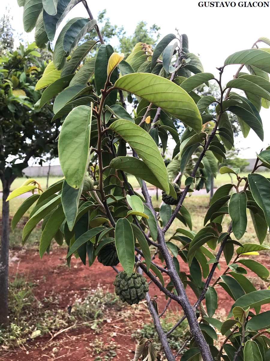 Viveiro Ciprest - Plantas Nativas e Exóticas: Araticum do Mato ou do ...