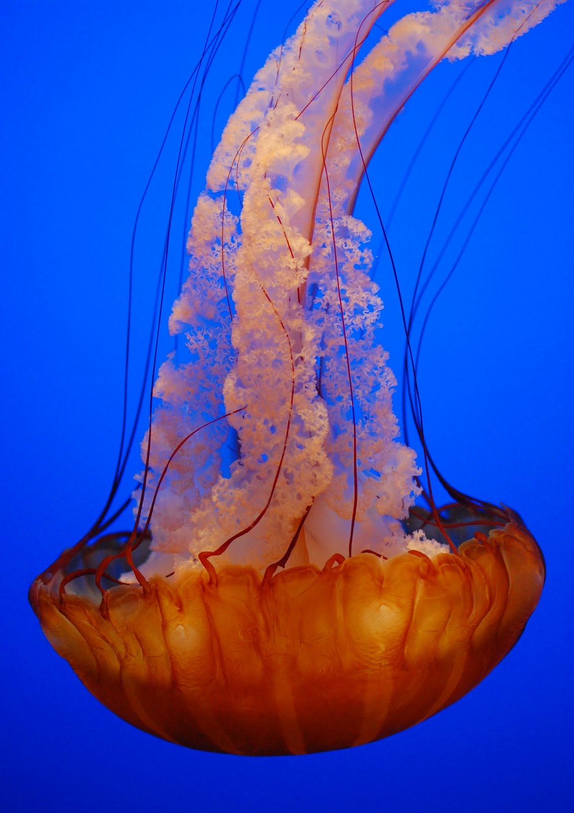 Animals of the world: Pacific Sea Nettles