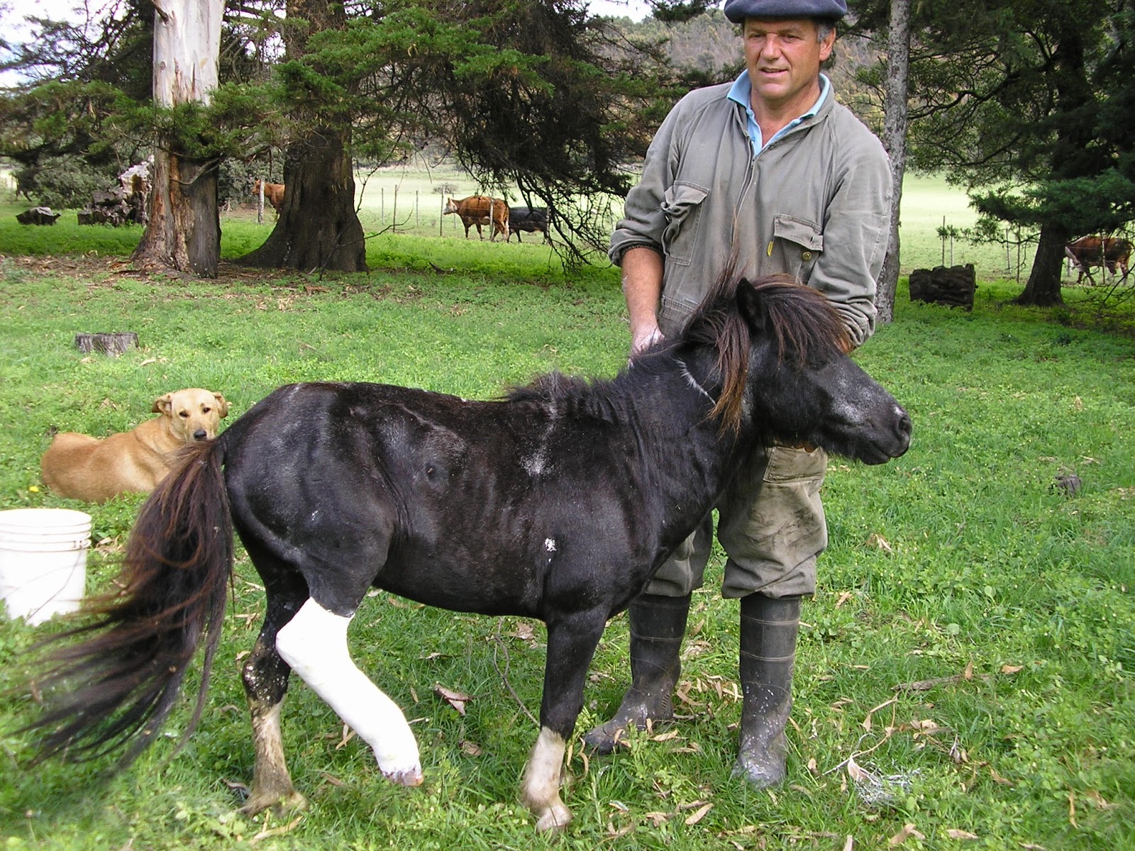 Jorge Spinelli - Un veterinario argentino: Petiso vengativo