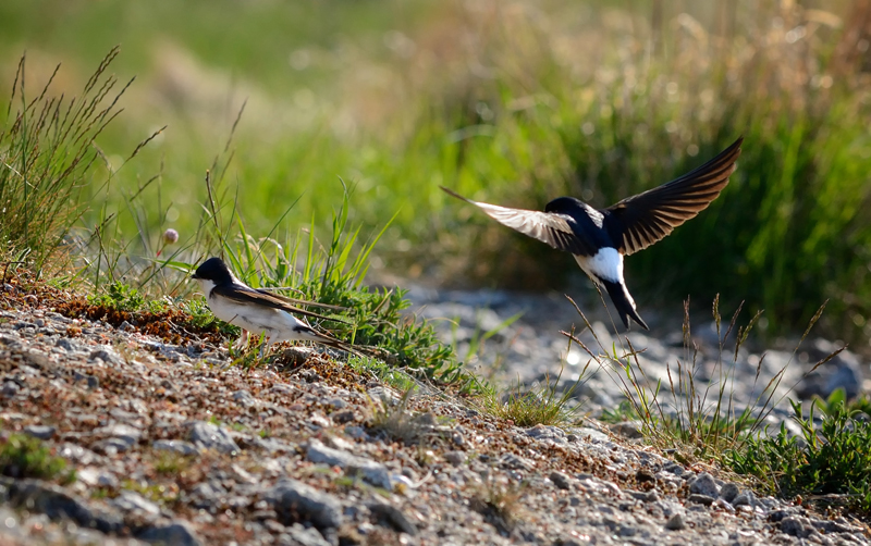 Knuts fugleblogg: Svaler i samarbeid