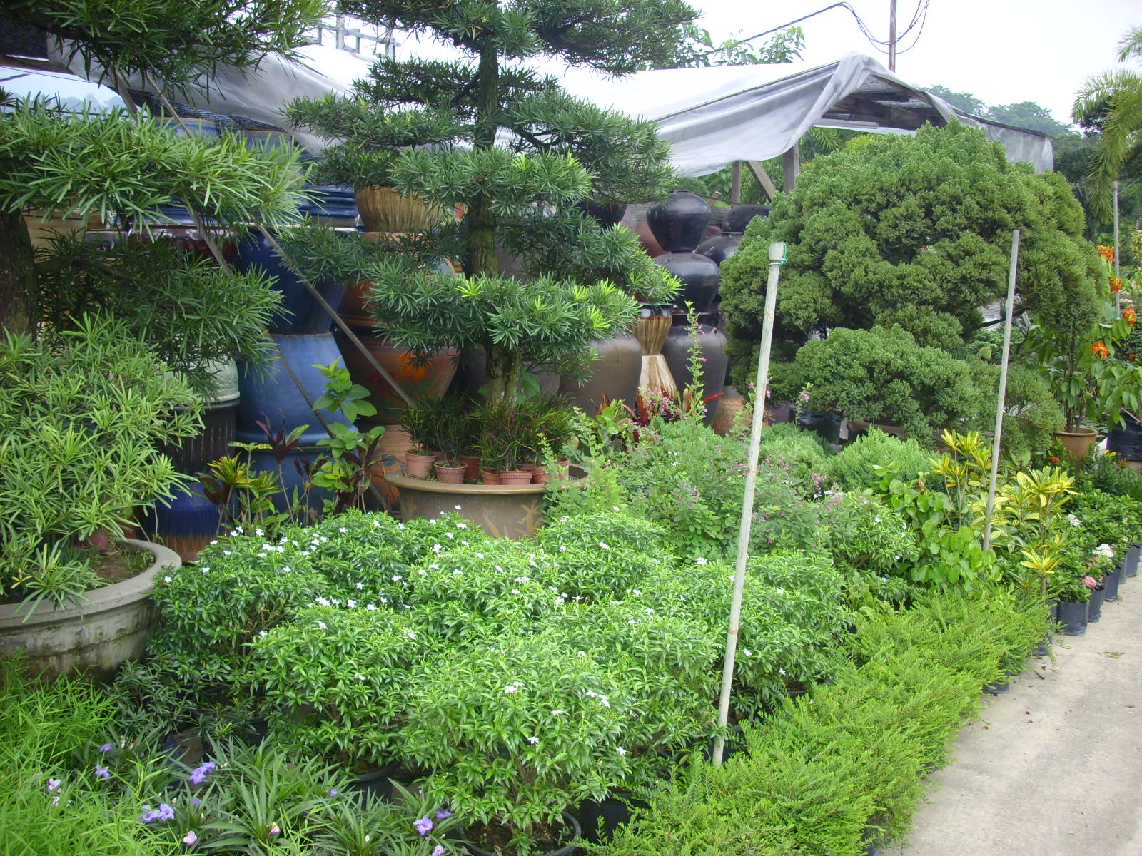 DIARI DIELA: Nursery Bunga Sungai Buluh