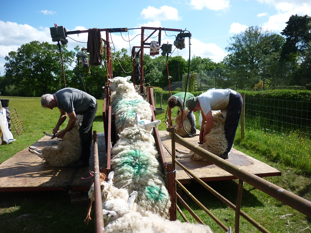 An English Homestead: Sheep Shearing