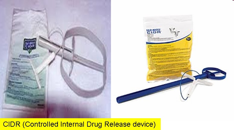 bukan doktor veterinar: Estrus Synchronization Programs - Lembu