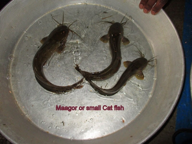 River Fishes of Cooch Behar Region-1