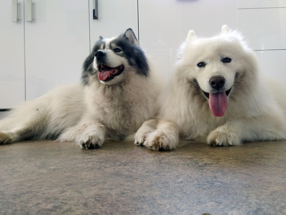 Just dog proof ?- or Samoyed proof: The history of the samoyed