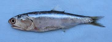 FILANAVAL: PECES DE CHILE ( Anchoveta )