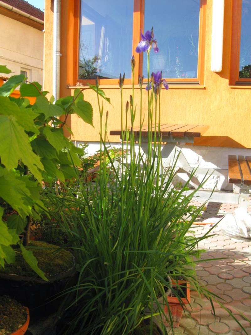 Blogul cu povestiri verzi: Irisul albastru din natura in ghiveci