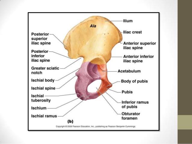 FLEX PHYSIOTHERAPY: Info Tulang Pelvis