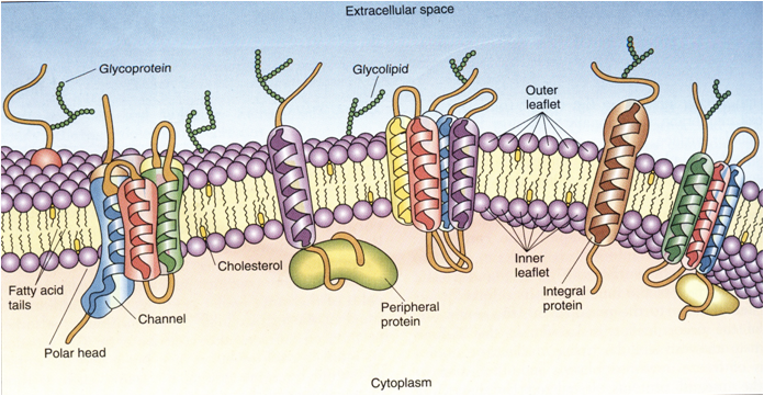 My Medical Notes (Foundation): Fluid Mosaic Model of Membrane Structure