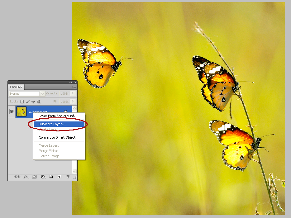 School Of Digital Photography: How to Make a Custom Border for Your ...