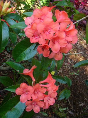 Vireya Rhododendrons: Some more of our beautiful Vireyas