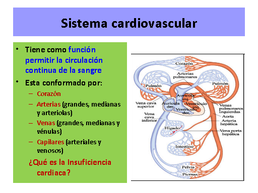 Generalidades del Sistema Cardiovascular