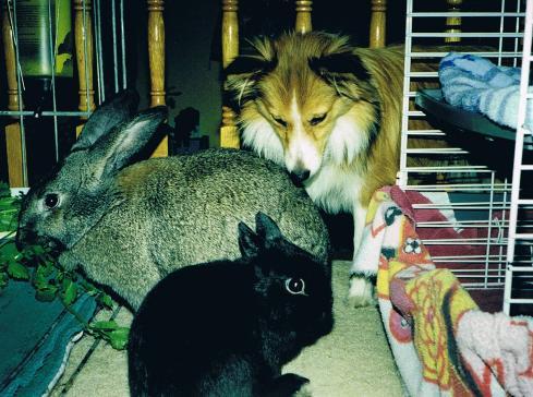 TO INTRODUCE YOUR DOG TO A CAT, RABBIT...