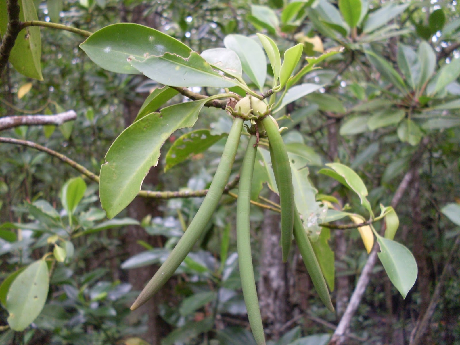 Tapak Ramsar Johor: Flora & Fauna