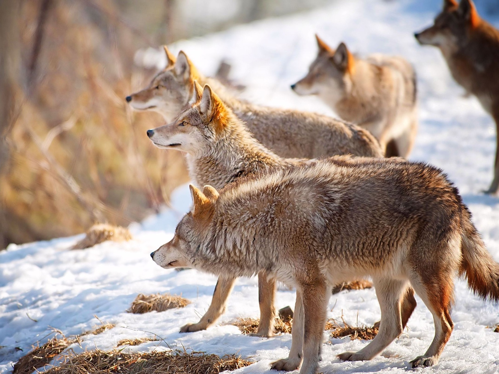 Fotografías de feroces lobos en campo natural