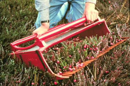 CO-Horts: Rubies of the Pines (aka Cranberries)