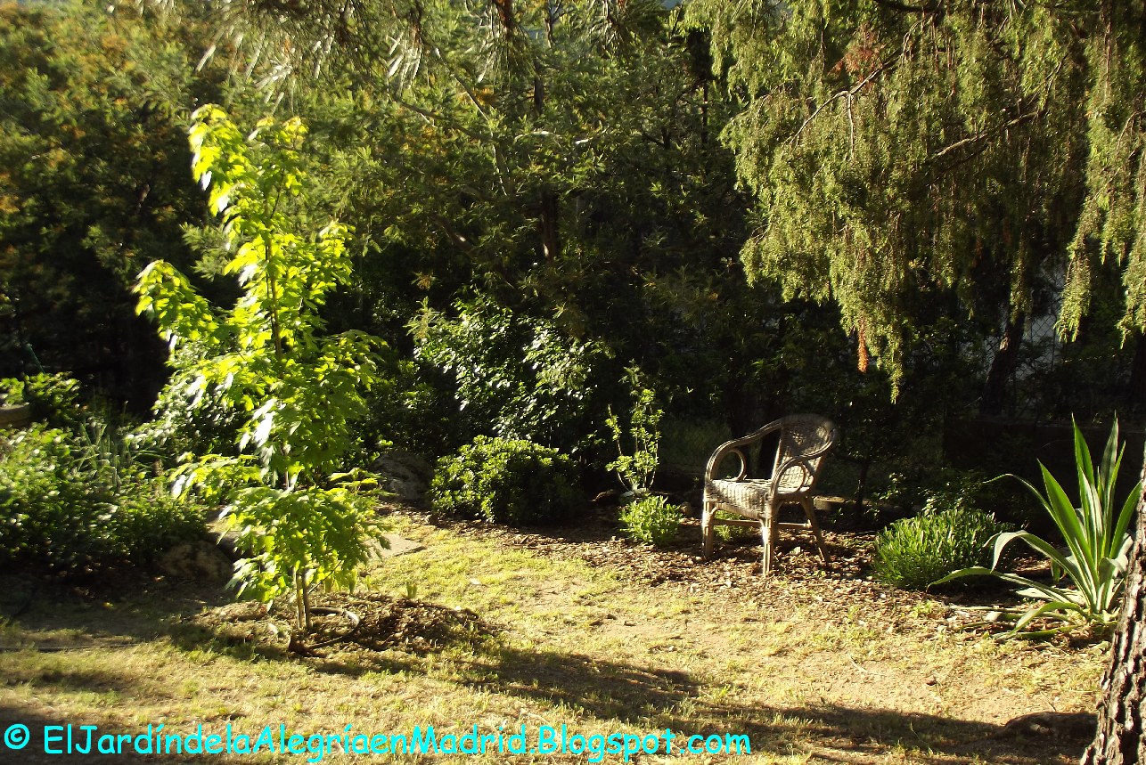 El jardín de la alegría : Vaciar el interior de Pittosporum tobira ...