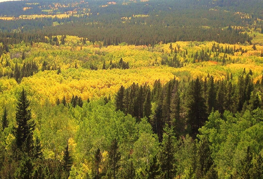 Ultima Thule: Oldest tree on earth: 'Old Tjikko'- if only trees could ...