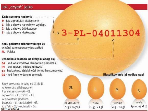 Jakie tajemnice kryją się w jajku | WikiRose blog