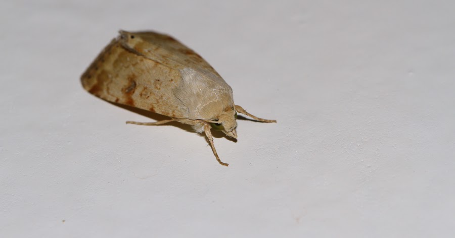 Birds of Saudi Arabia: Eastern Bordered Straw - Record by Mansur Al Fahad